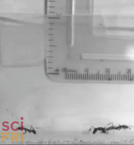 Ant GIF by Science Friday - Find & Share on GIPHY