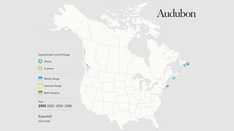 Razorbill GIFs - Get the best GIF on GIPHY