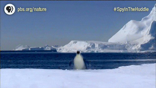 Pbs Nature Penguins GIF by Nature on PBS - Find & Share on GIPHY