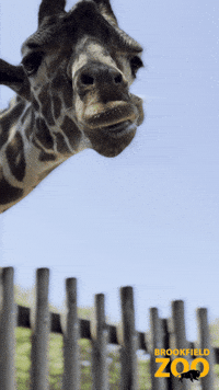 Giraffes Gif