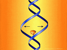 Dna Replication GIFs - Find & Share on GIPHY