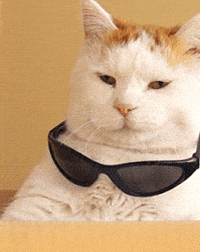 Cat With Glasses Gif