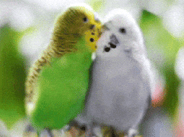 Animated Love Birds Gif