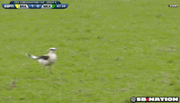 Birds With Arms Gif