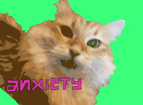 Freak Out Cat GIF - Find & Share on GIPHY