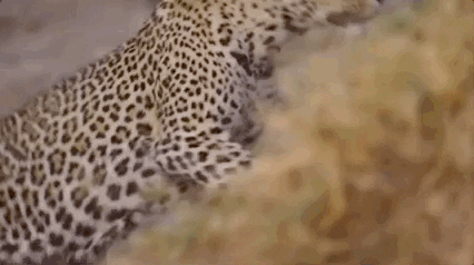 Jaguar-running GIFs - Get the best GIF on GIPHY