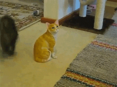 Razzle Dazzle Mating Dance GIF - Find & Share on GIPHY