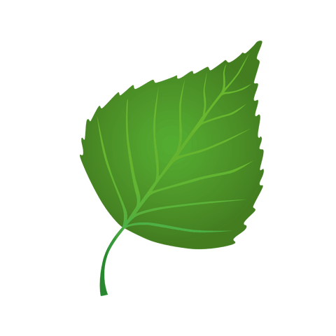 Birch Leaf Summer Sticker by Saunapaiva for iOS & Android | GIPHY