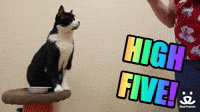 High Animals Gif
