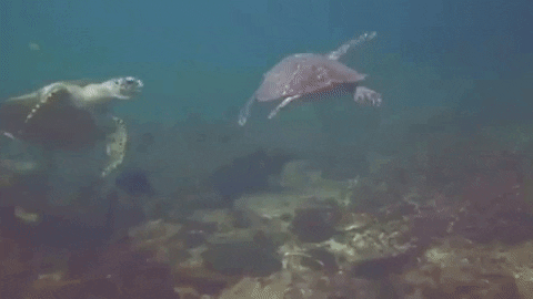 Turtle High Five GIFs - Get the best GIF on GIPHY