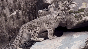 Snow Leopard GIF by Nat Geo Wild - Find & Share on GIPHY