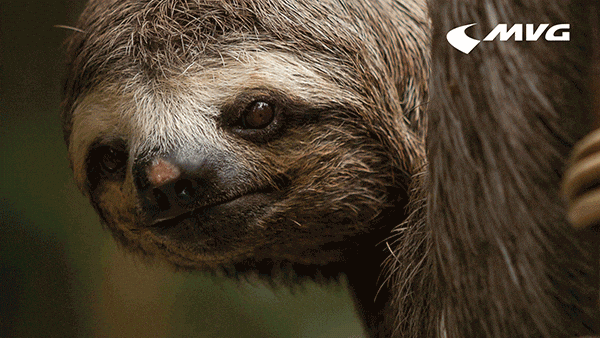 Sloth With Sunglasses Gif
