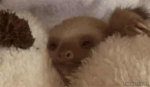 Dmv Sloth GIFs - Find & Share on GIPHY