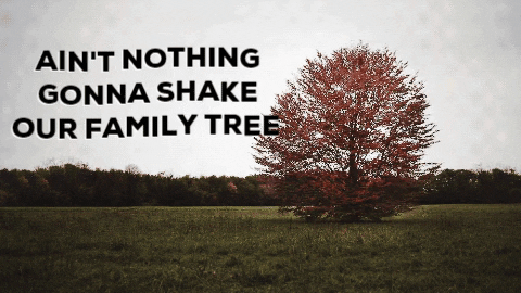 Tree Shaking GIFs - Get the best GIF on GIPHY