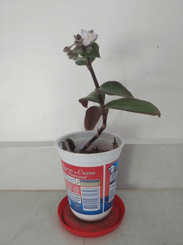 Flower Growing GIF - Find & Share on GIPHY
