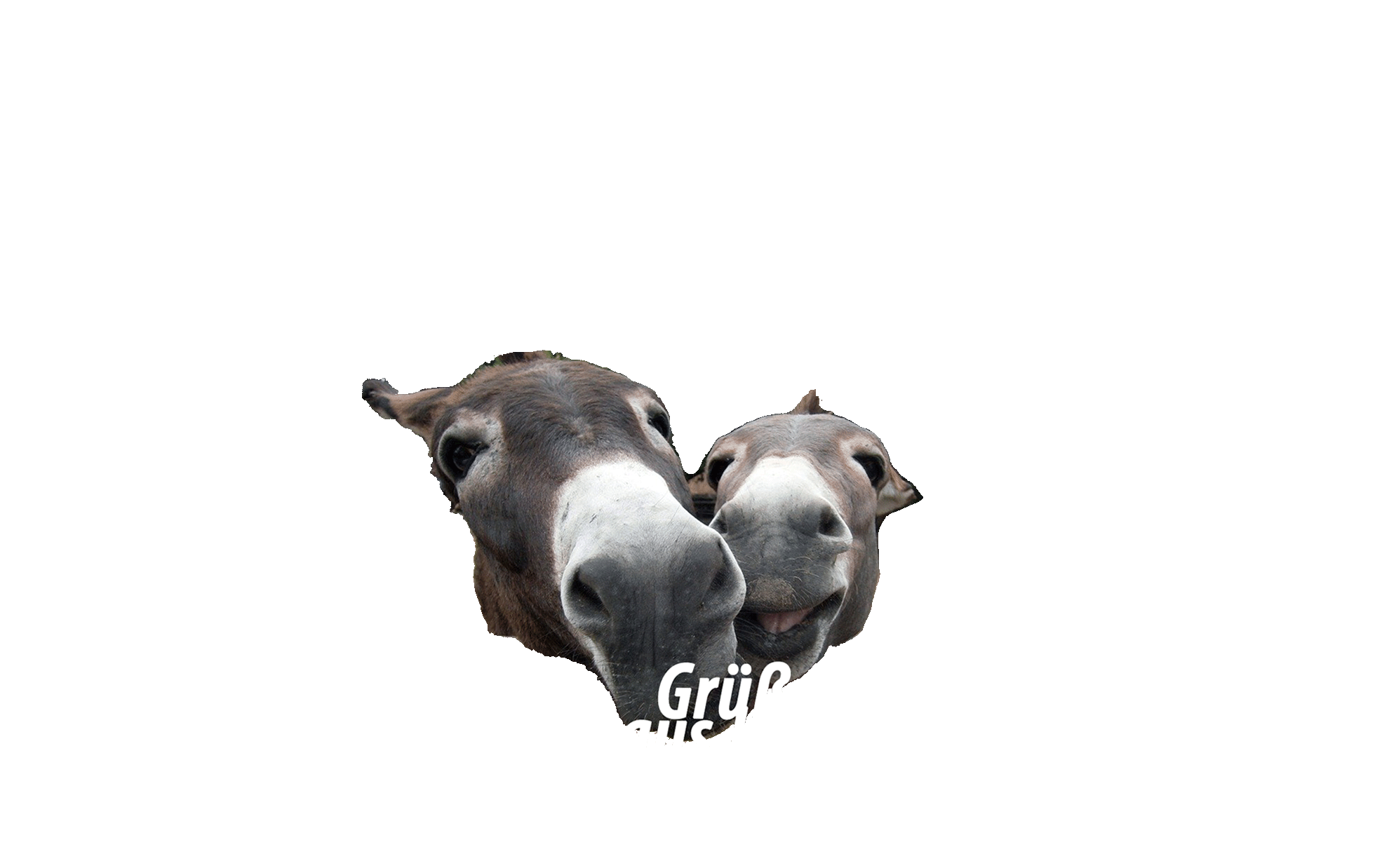Donkey Grüße Sticker by Unna Marketing for iOS & Android | GIPHY