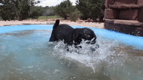 Dog Puppy GIF by Best Friends Animal Society - Find & Share on GIPHY