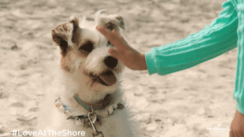 Peter Porte GIF by Hallmark Channel - Find & Share on GIPHY