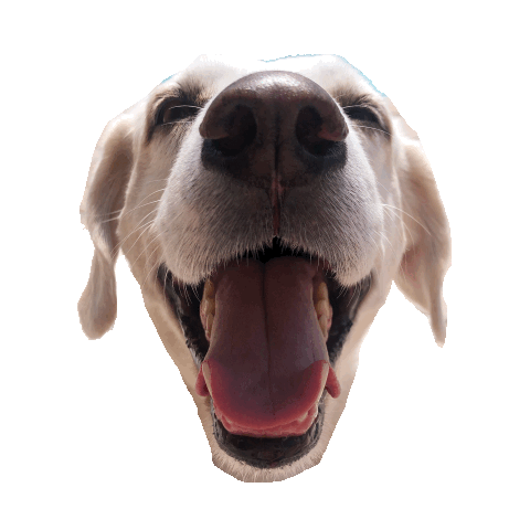 Labrador Smile Sticker by Brodifur for iOS & Android | GIPHY