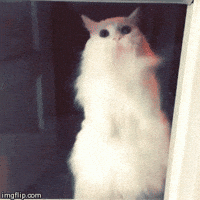 Cat Staring Meme GIFs - Find & Share on GIPHY