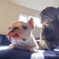 Cute Bulldog Puppy Gif