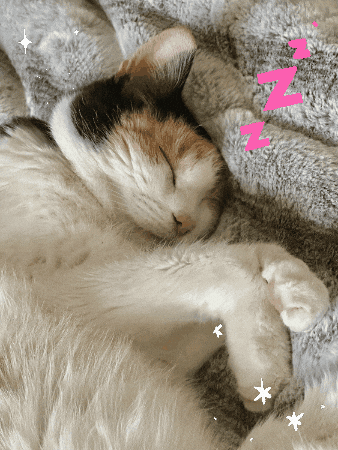 A Cat Nap GIFs - Find & Share on GIPHY