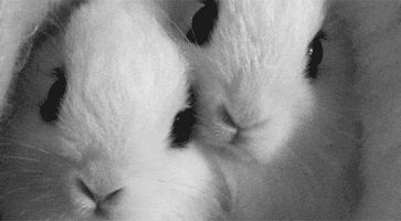 Sad Bunny GIFs - Find & Share on GIPHY