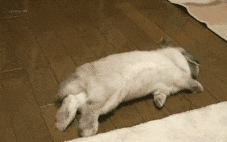 Rabbit GIFs - Find & Share on GIPHY
