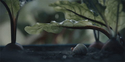 MARCEL THE SHELL WITH SHOES ON GIFs - Find & Share on GIPHY