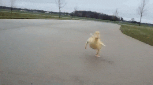 Duckling Animated Gif