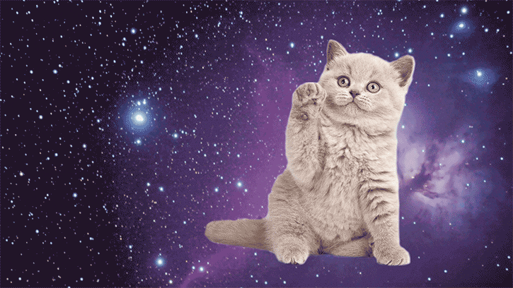 Cats In Space Gif