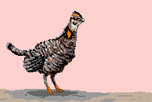 grouse | Tag | PrimoGIF