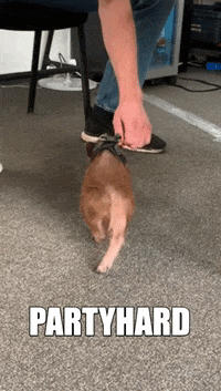 Funny Party Hard Meme