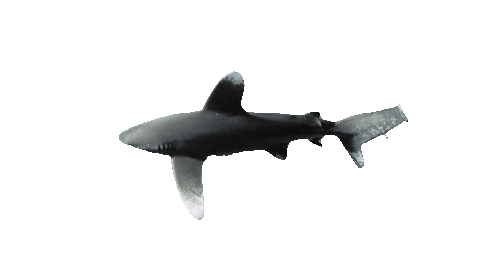 Transparent Shark Gif