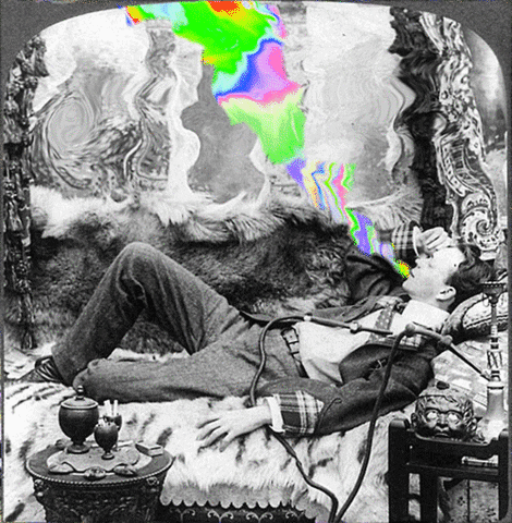 Opium Poppies GIFs - Get the best GIF on GIPHY