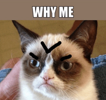 Meme Cat GIFs - Find & Share on GIPHY
