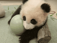Panda Falling Down Gif