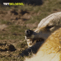 Snarling Wolf Gif