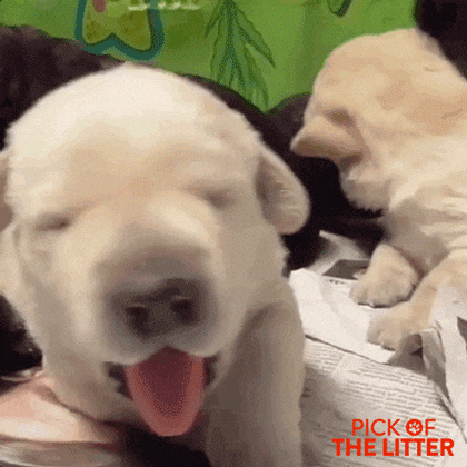 Dog Wake Up GIFs - Get the best GIF on GIPHY