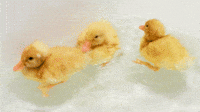 Huehuehue Gif Duck