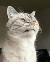 Scowling Cat Gif