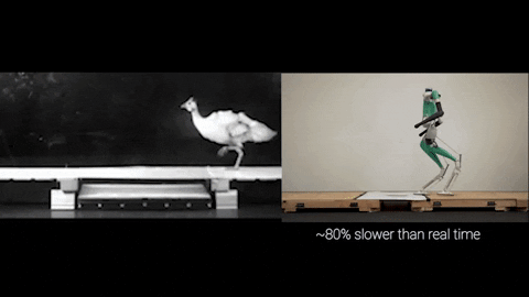 Bipedal GIFs - Get the best GIF on GIPHY