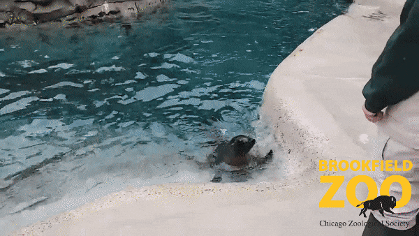Sea Lion Hello GIF by Brookfield Zoo - Find & Share on GIPHY