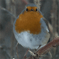 Party Bird GIFs - Get the best GIF on GIPHY