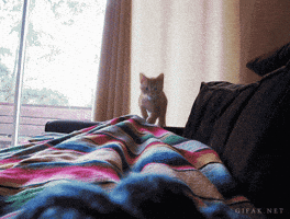 Cat Jump GIFs - Find & Share on GIPHY