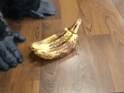 Smushed Banana GIFs - Get the best GIF on GIPHY