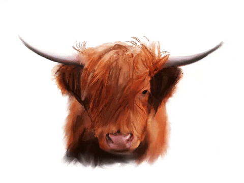 Highland Cow GIFs - Get the best GIF on GIPHY