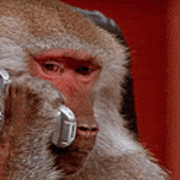 Monkey Computer Gif