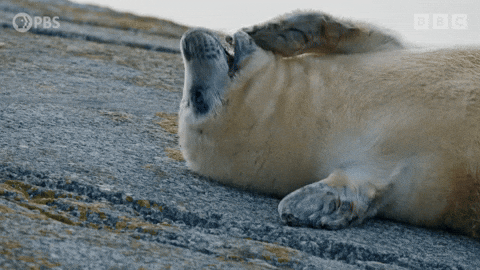 Laughing Seal Gif