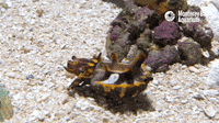 Cuttlefish Camouflage Gif